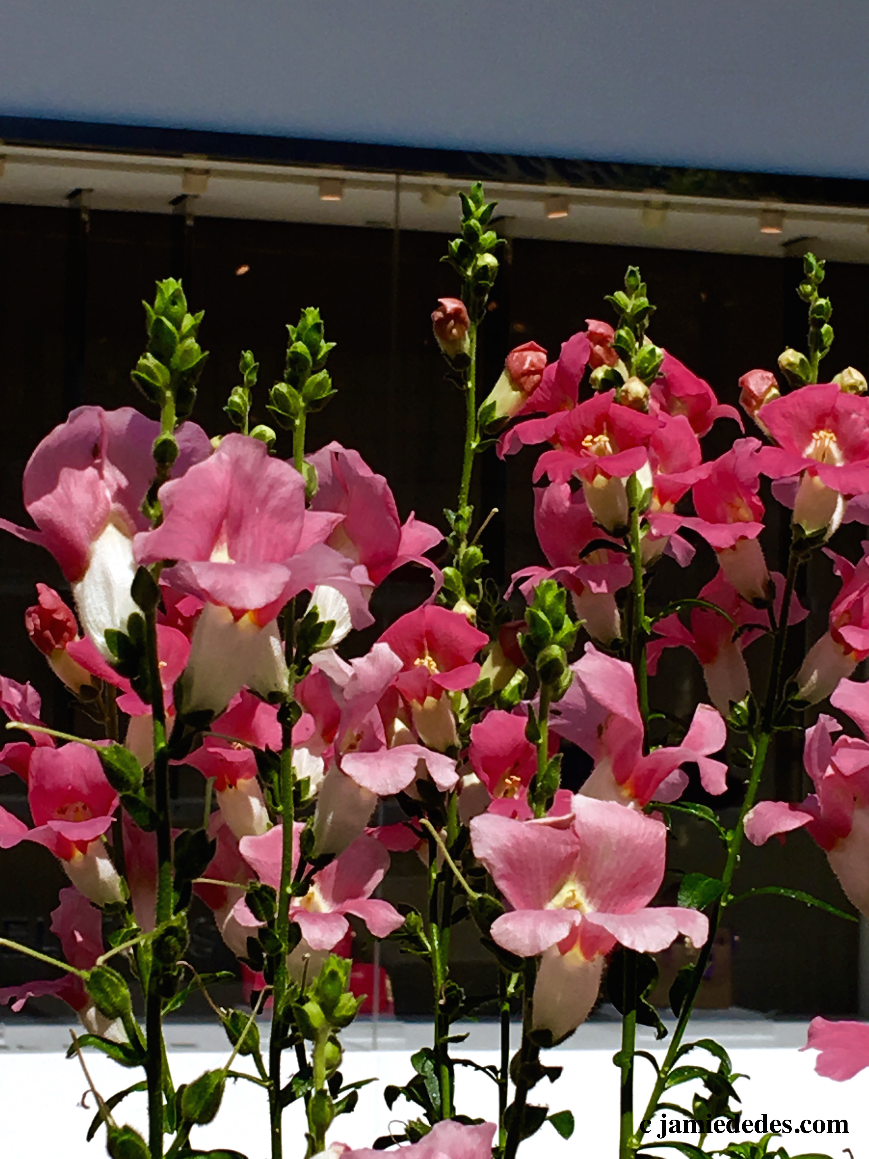 100,000 Poets for Change Resistance Poetry Wall … post your poem on ...