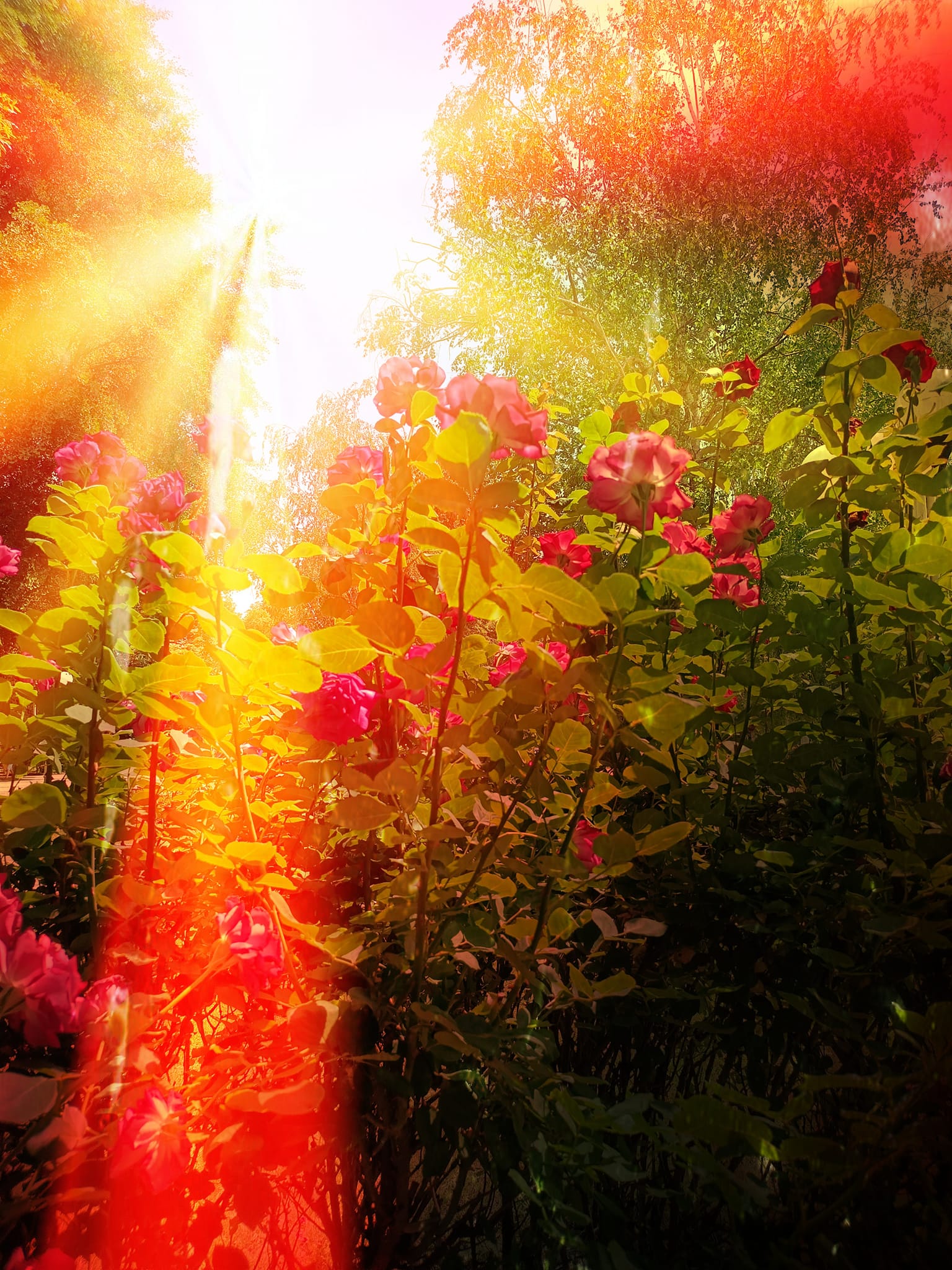 Afghan Roses | Leah Callen – The BeZine
