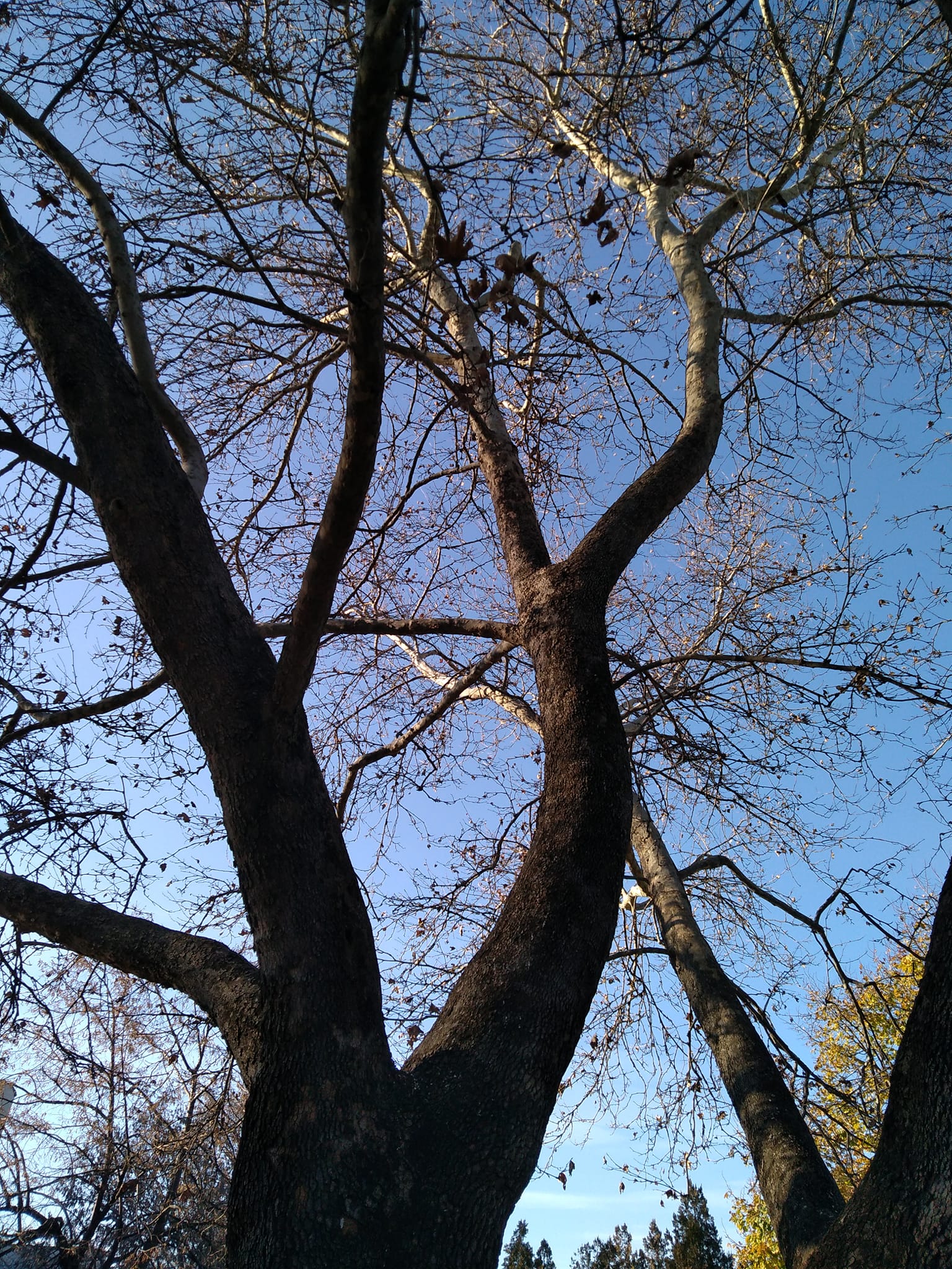 Elegy | Angel Ruby Vasquez – The BeZine